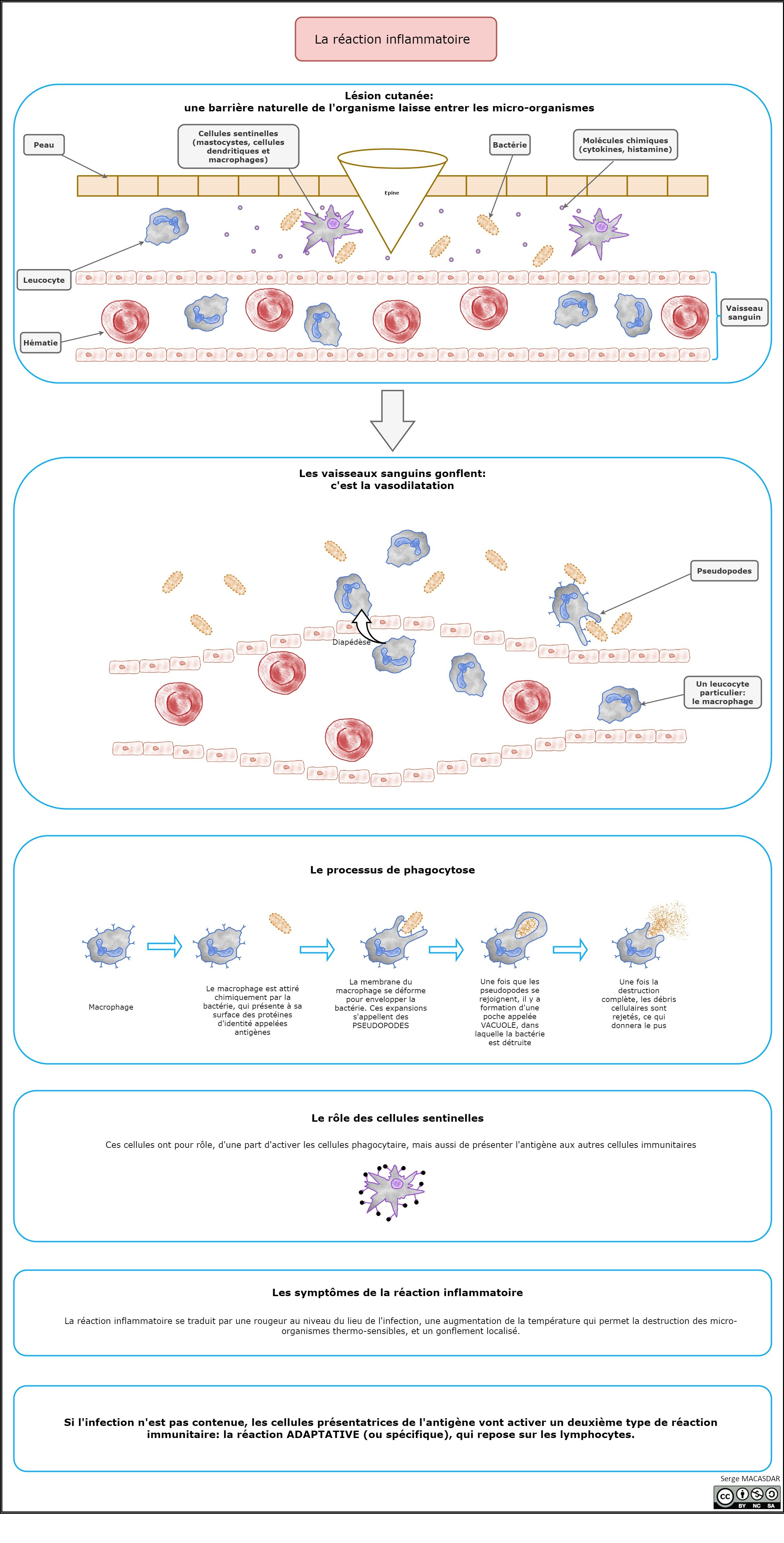 Immunologie: schémas de synthèse